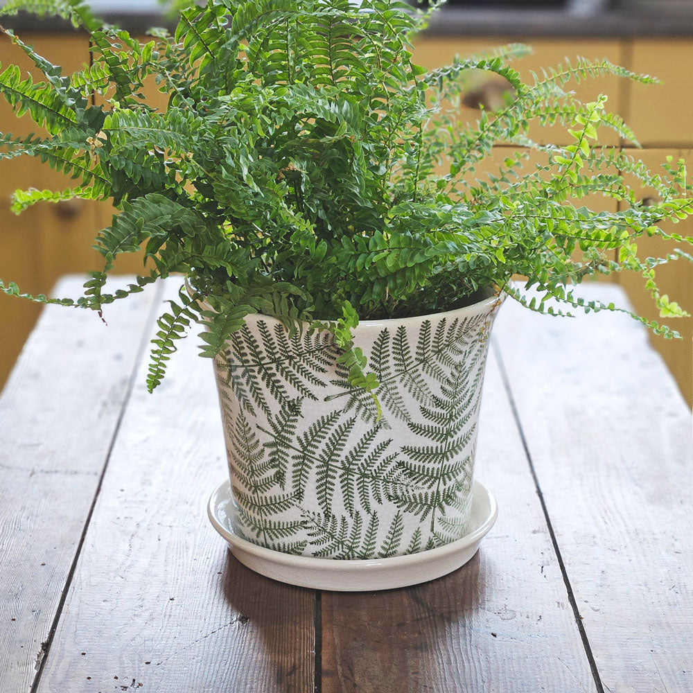 Ceramic Fern Plant Pot With Tray - Indoor plant pot -House plant pot ...